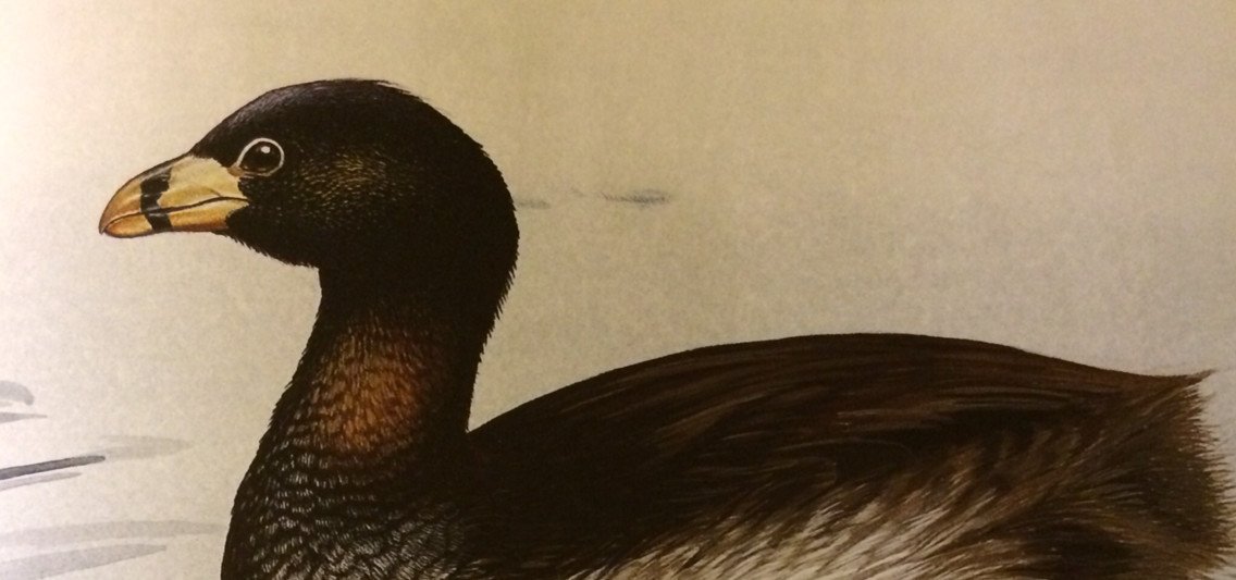 La deuxième vie du grèbe de l’Atitlan