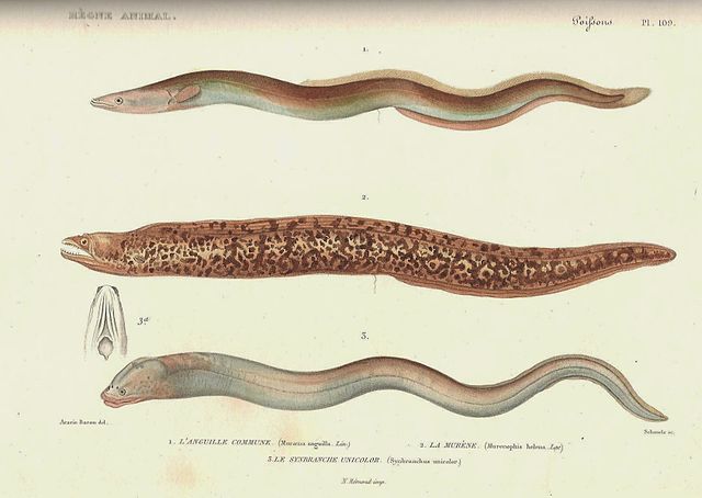 Le secret des anguilles