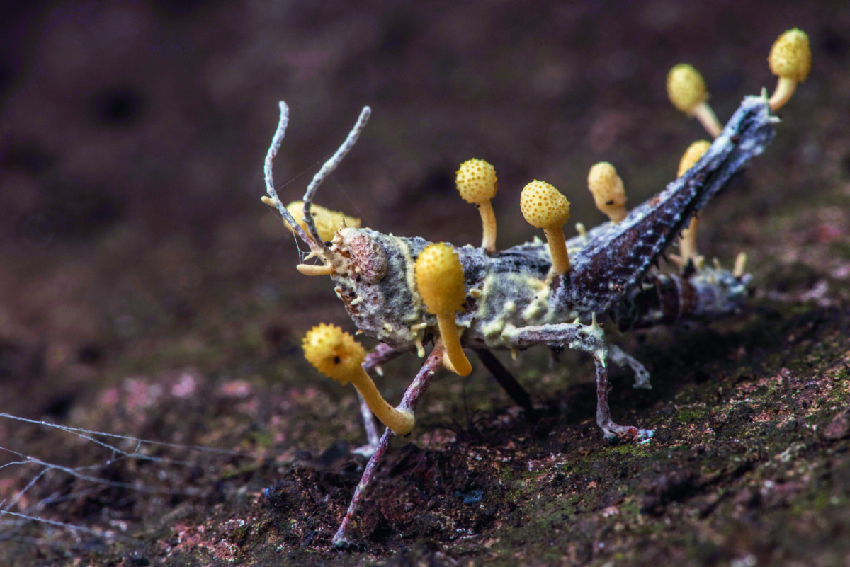 Mélodie fongique en sous-sol - Books